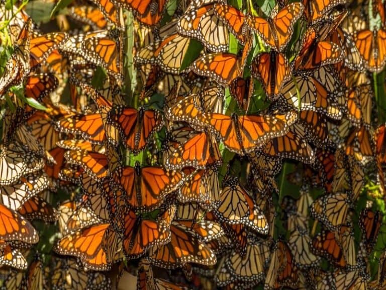 Seeing Monarch Butterflies in Mexico: Best Time, Places & Tips (2026)